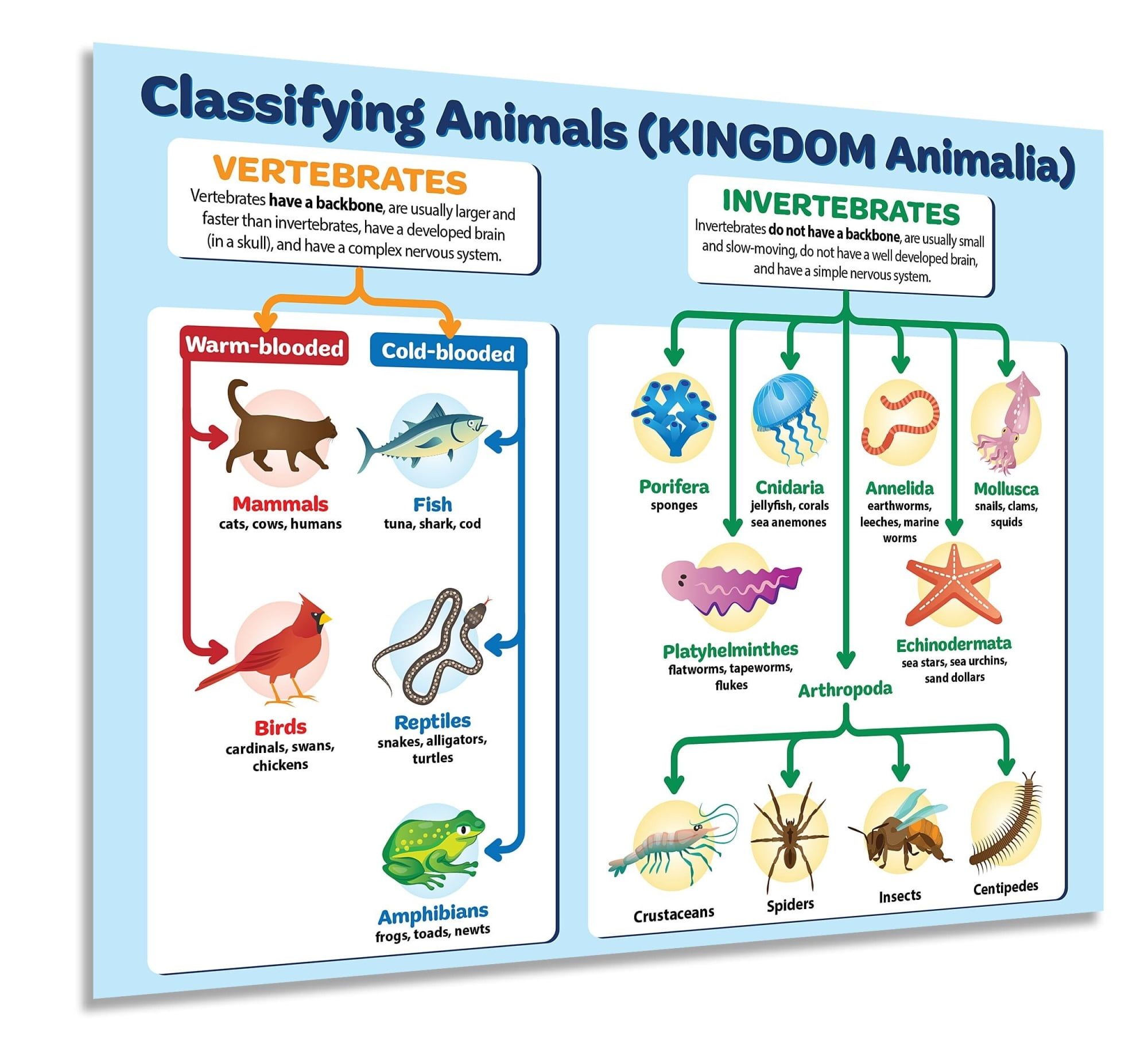 Animal Kingdom Classification Poster - Zoology, Taxonomy Chart for Kids ...