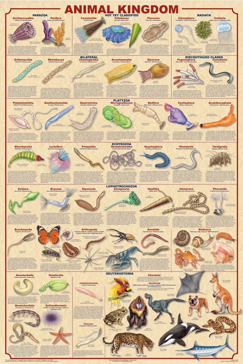 Animal Kingdom Educational Poster 24x36 - Walmart.com