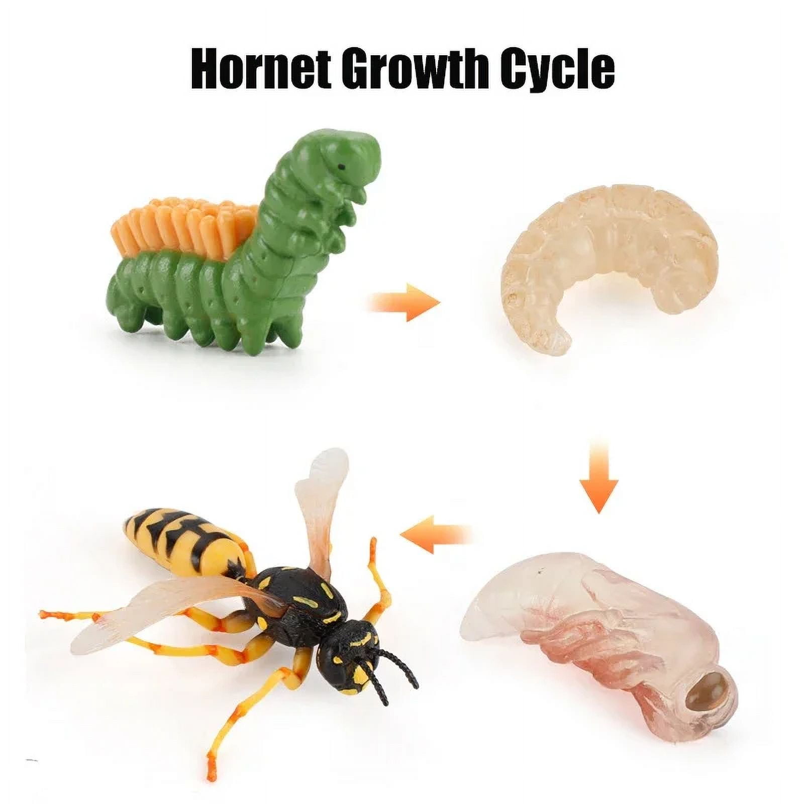 Animal Life Cycle Board Children Toys Montessori Teaching Aids Plant ...