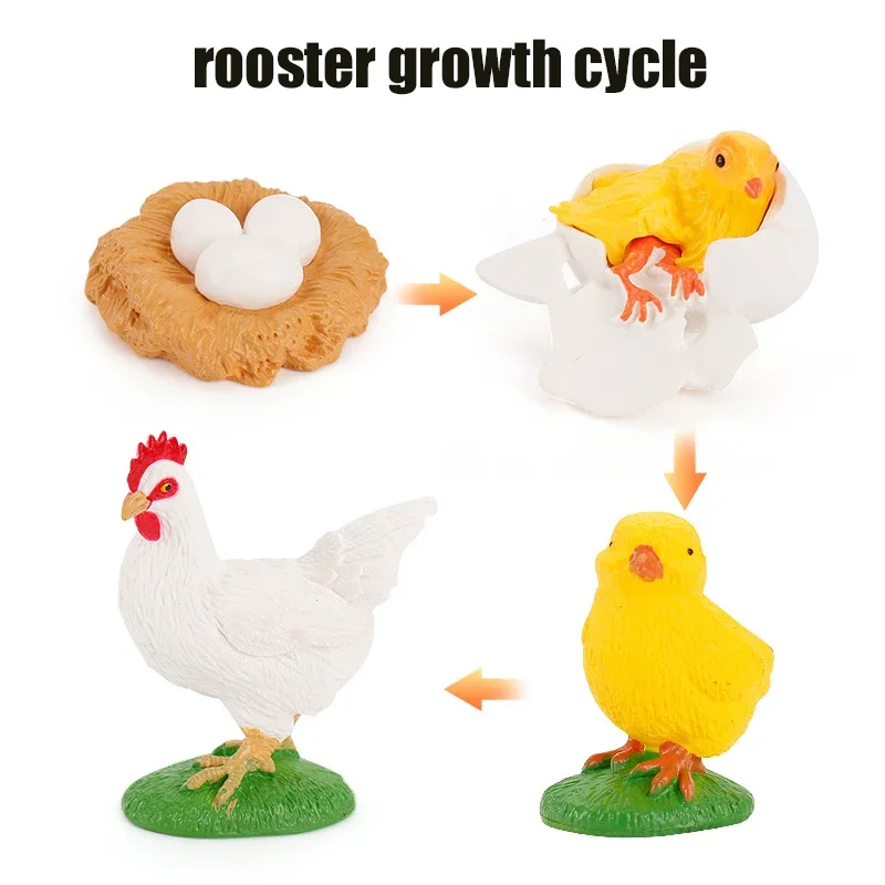 Animal Life Cycle Board Children Toys Montessori Teaching Aids Plant ...