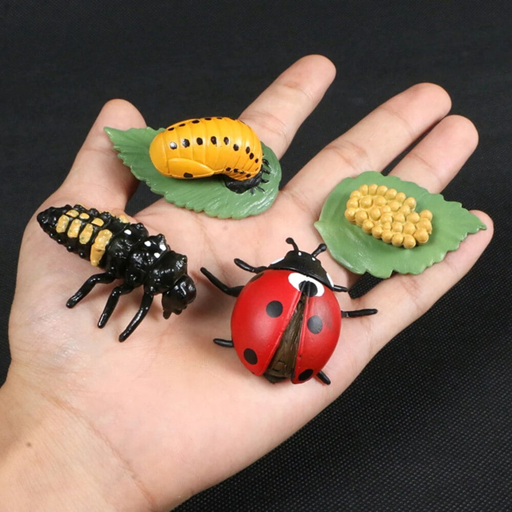 Animal Life Cycle Children Toys Simulation Plant Model Montessori ...