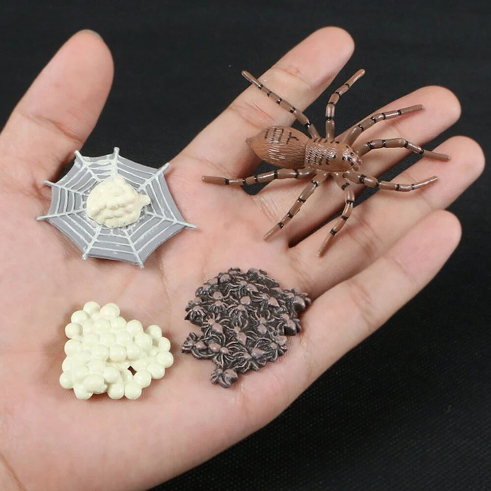 Animal Life Cycle Children Toys Simulation Plant Model Montessori ...