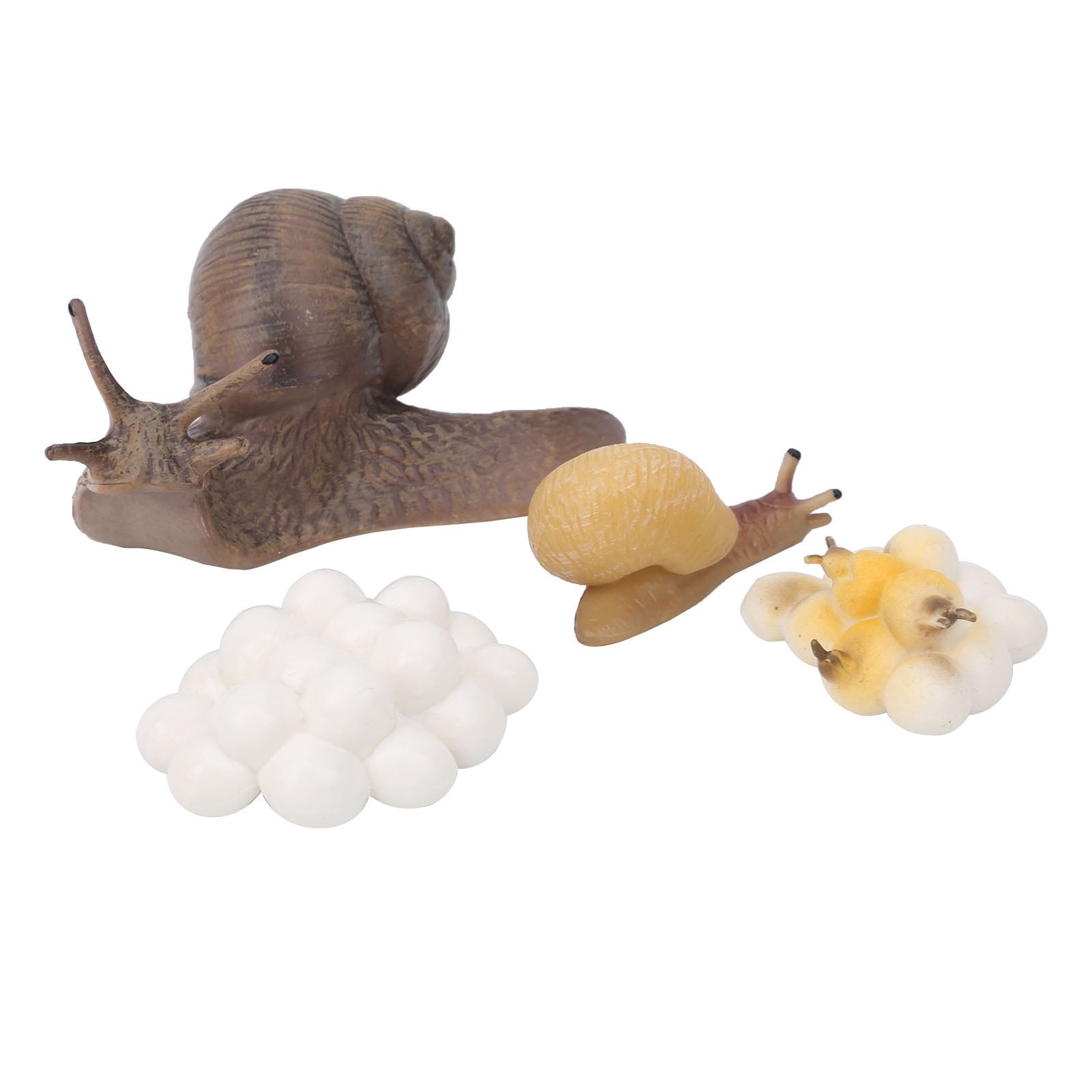 Animal Life Cycle Toy Kit, Snail Growth Cycle Model, Forest Animal ...