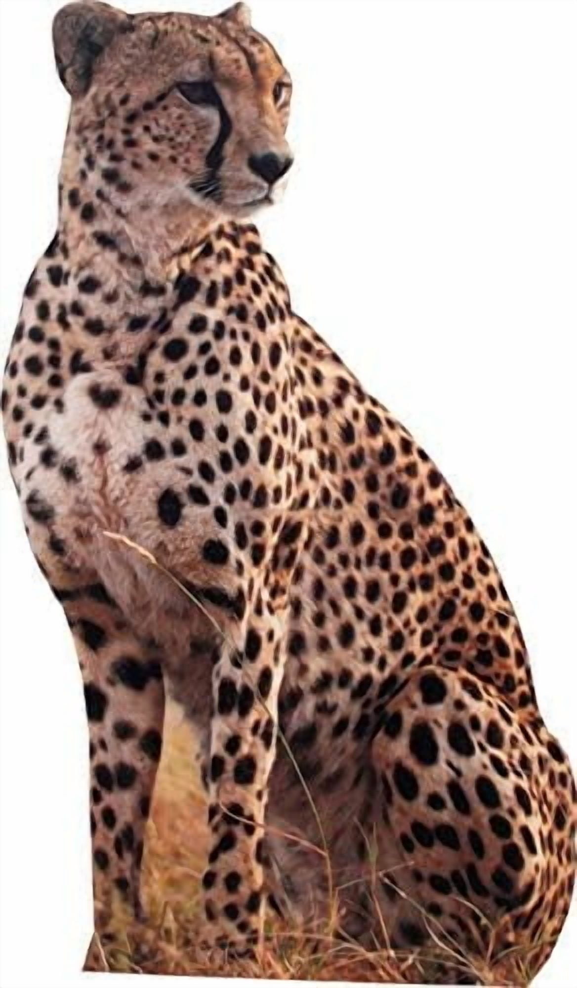 Animal Life Size Cardboard Cutout Stand Up | Standee Picture Poster ...