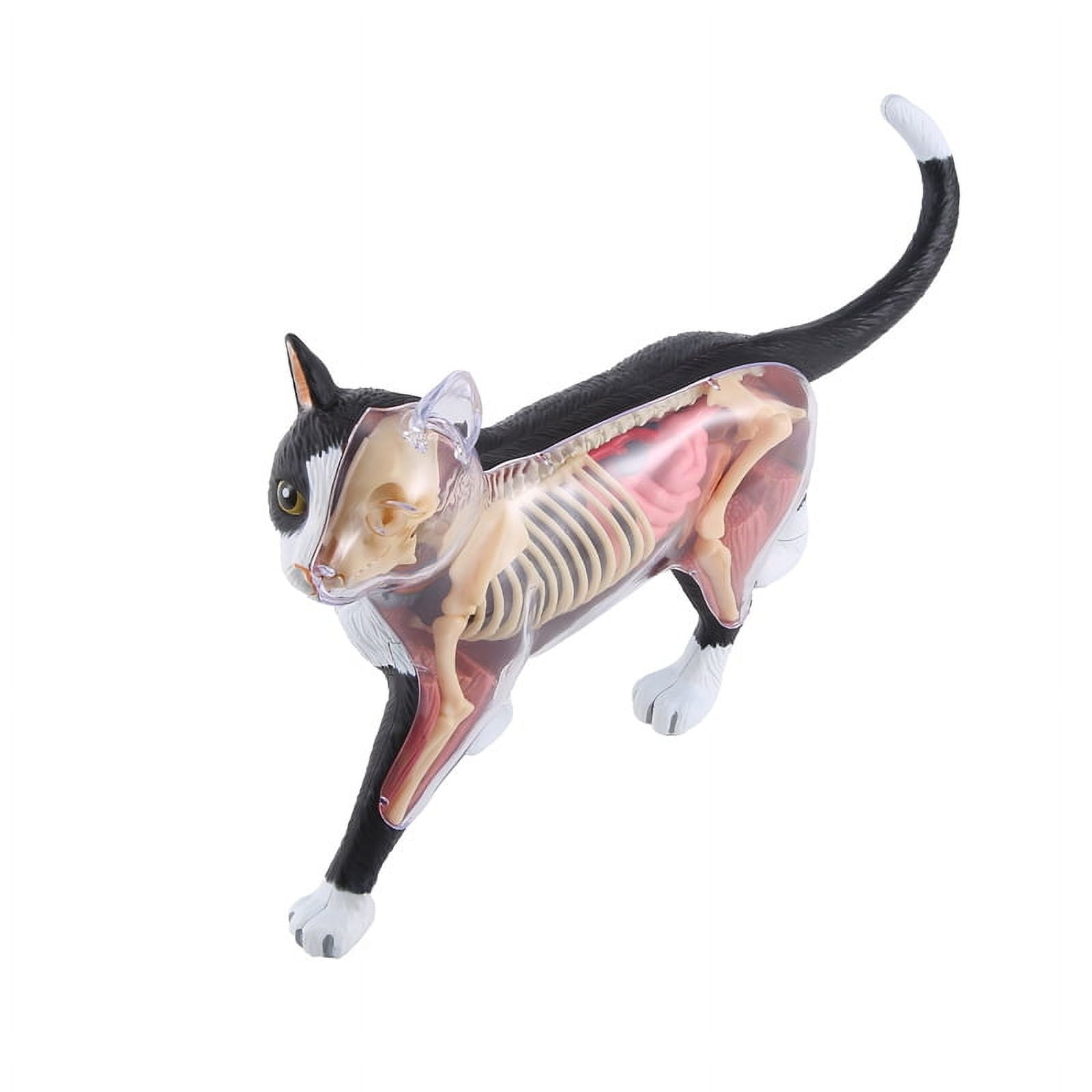 Animal Organ Anatomy Model 4D Cat Intelligence Assembling Toy Teaching ...
