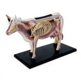 TOP! Animal Organ Anatomy Model 4D Cow Intelligence Assembling Toy ...