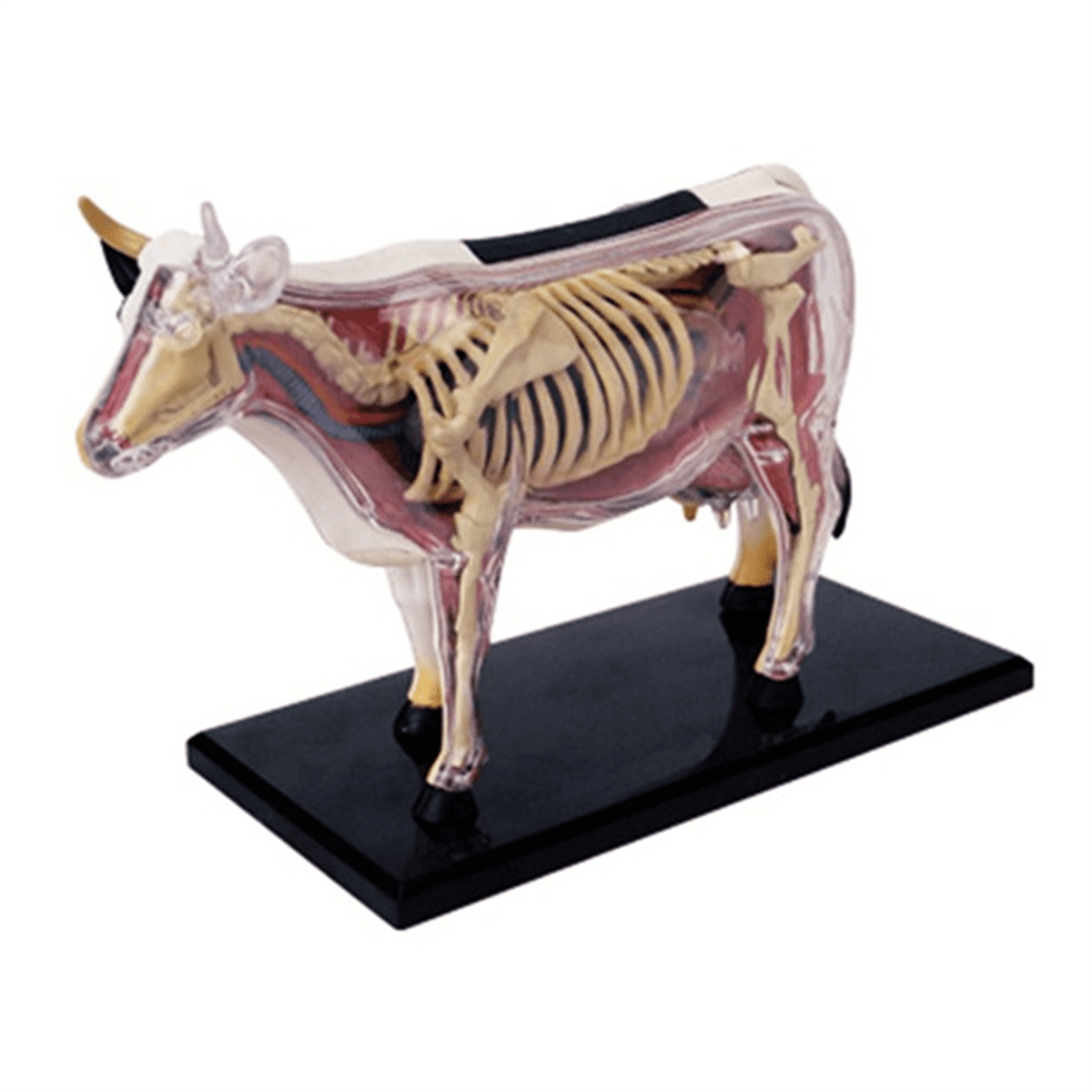Animal Organ Anatomy Model 4D Cow Intelligence Assembling Toy Teaching ...