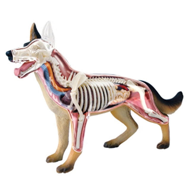 Animal Organ Anatomy Model 4D Dog Intelligence Assembling Toy Teaching ...