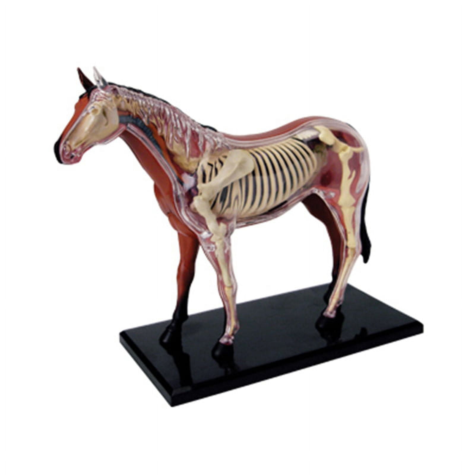 Animal Organ Anatomy Model 4D Horse Intelligence Assembling Toy ...