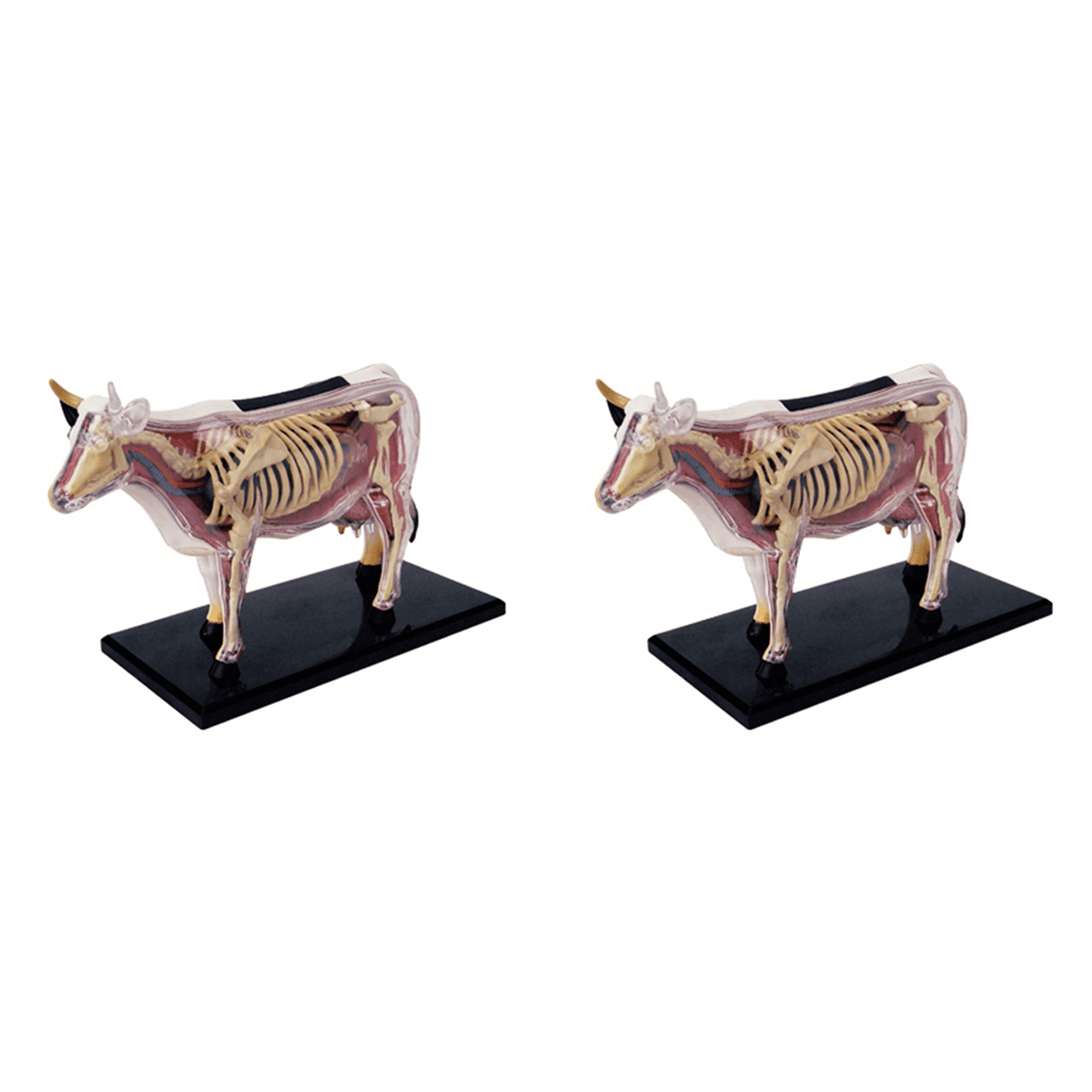 Animal Organ Anatomy Teaching Anatomy Model DIY Science Appliances ...