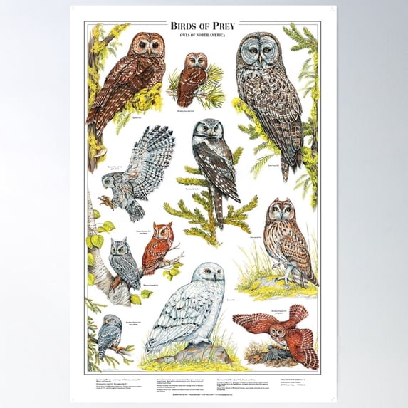 Animal Owls Of North America Poster Wall Art, Modern Wall Decor For ...
