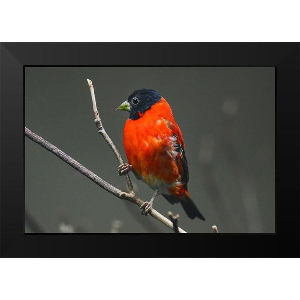 Animal Photography 24x17 Black Modern Framed Museum Art Print Titled ...