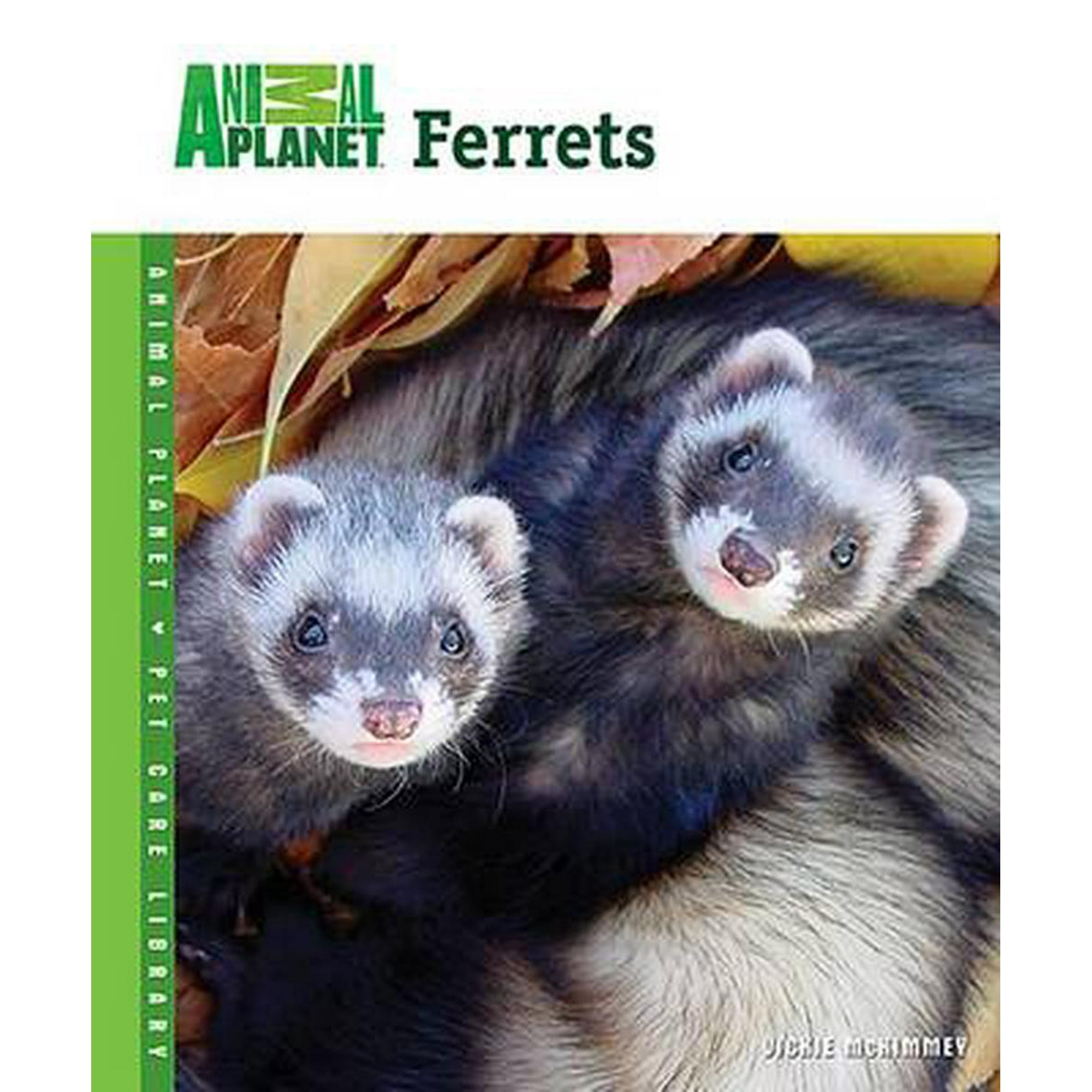 Pet Ferret