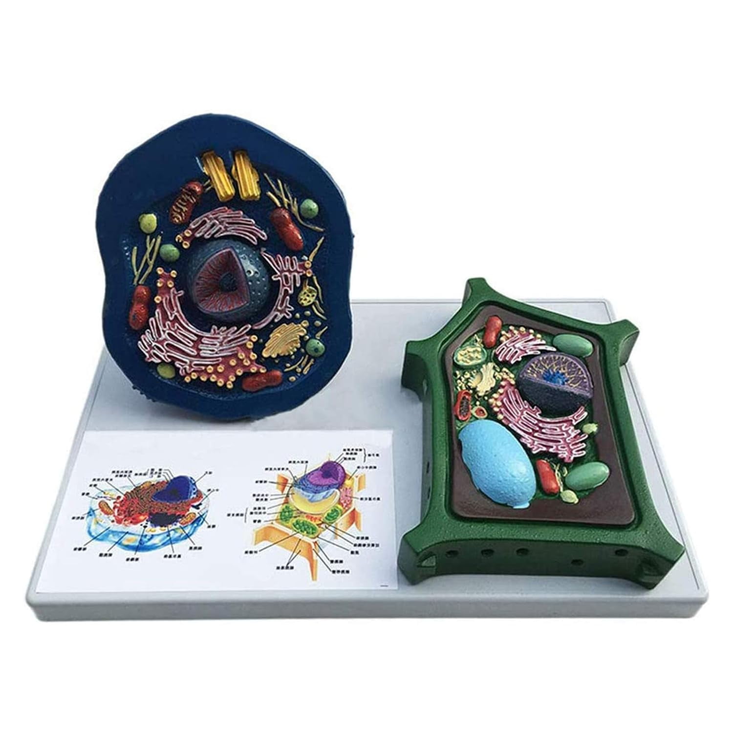 Animal and Plant Cell Anatomy Model,Cross-Section Model of Animal and ...