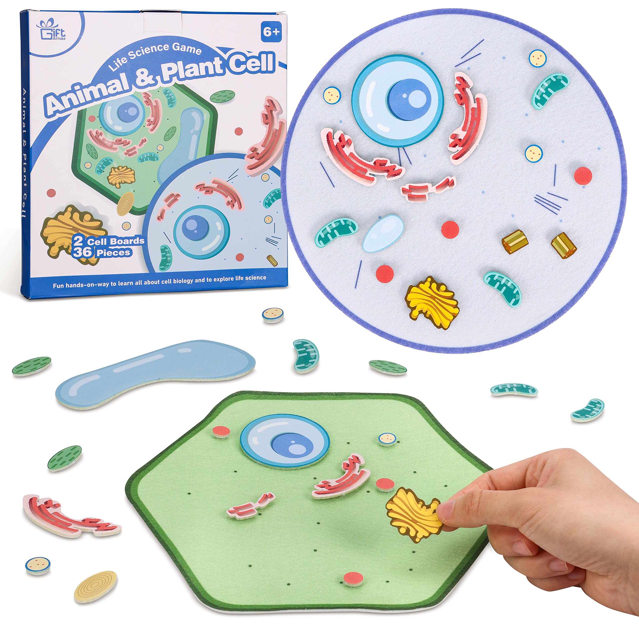 Animal And Plant Cell Anatomy Model, Soft Felt Toy, Early Cell Biology ...