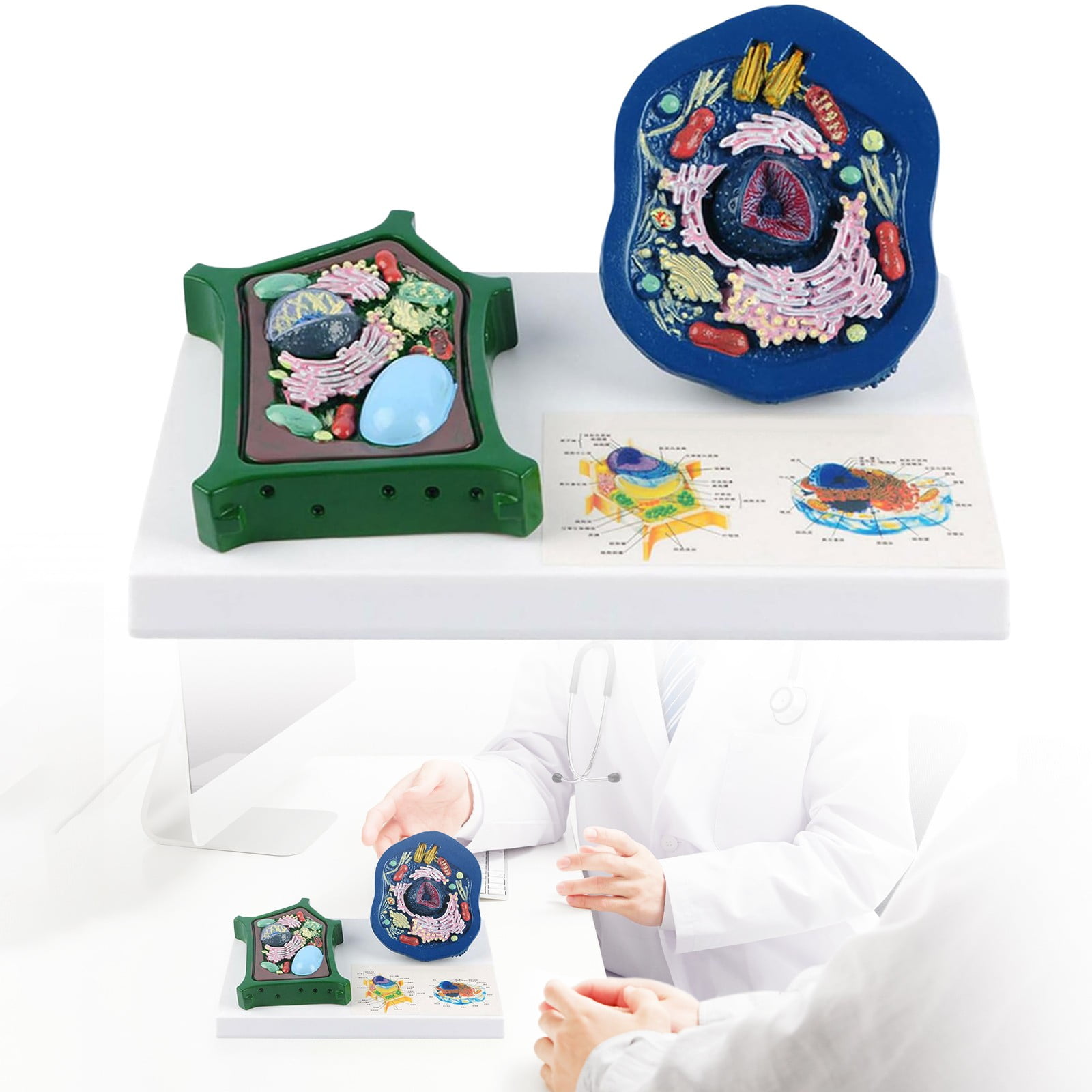 Animal and Plant Cells Model, Biology Science Educational Tool, Science ...