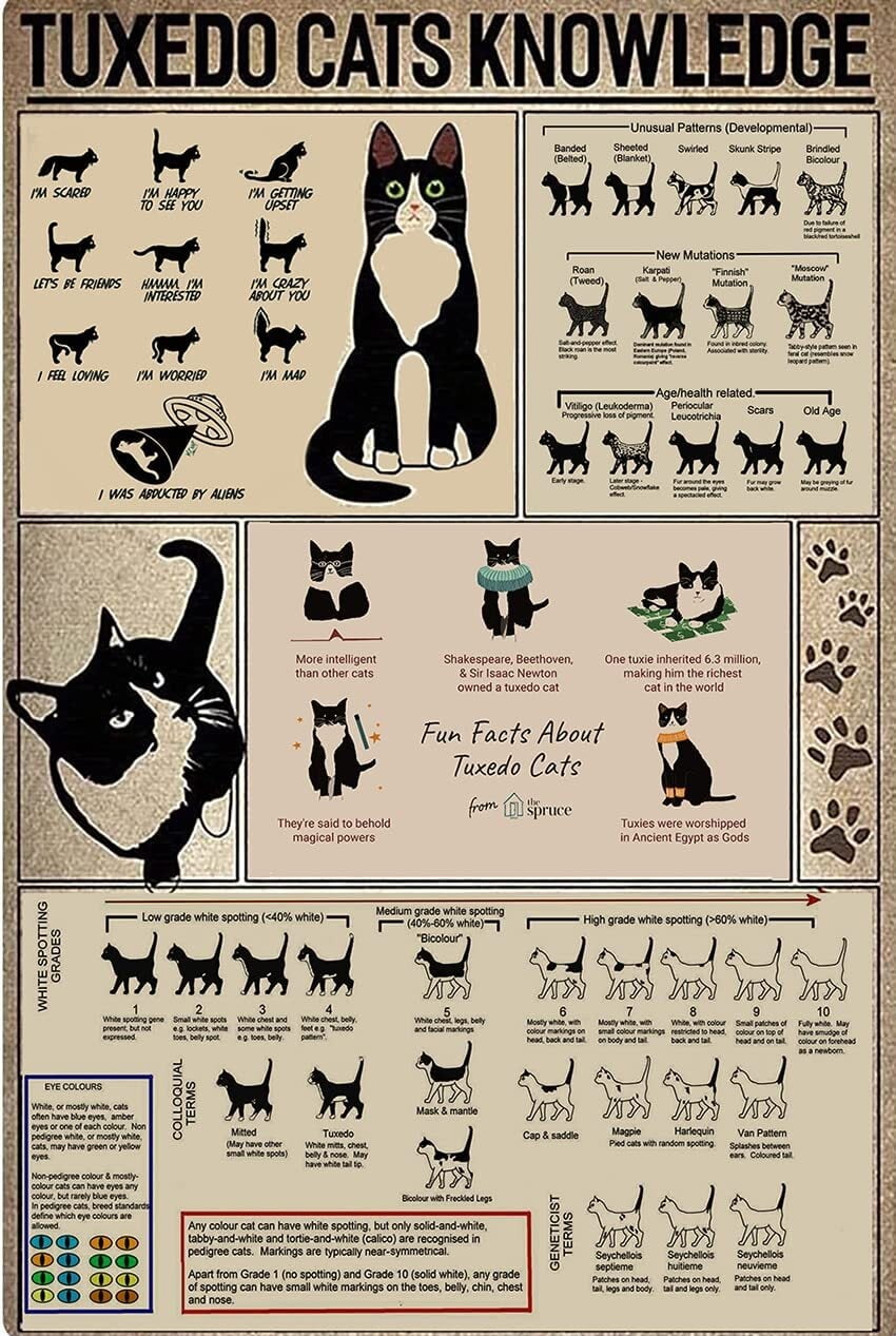 Animal Retro Poster Tuxedo Cats Knowledge Artwork For Living Room Home ...