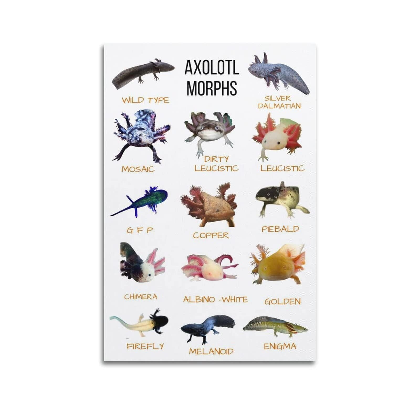 Animal Science Poster Axolotl Posters Axolotl Morphs Art Canvas ...