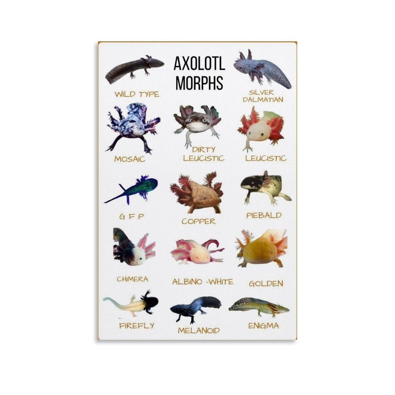 Animal Science Poster Axolotl Posters Axolotl Morphs Art Canvas ...