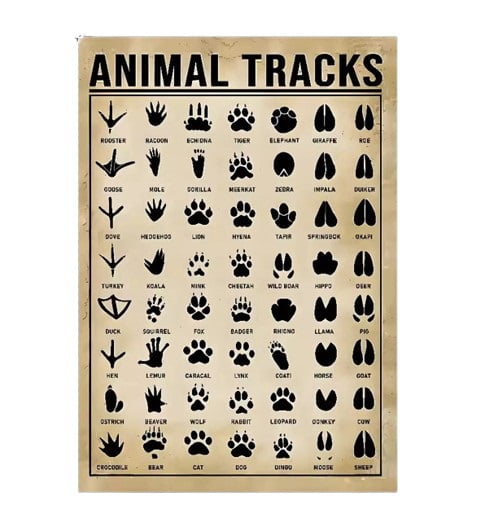 Animal Tracks Identification Poster – Vintage-Style Wildlife Footprint ...