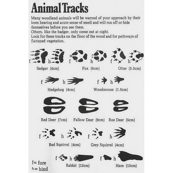Animal Tracks Knowledge Poster Suitable For Home Doors Bedroom Living ...