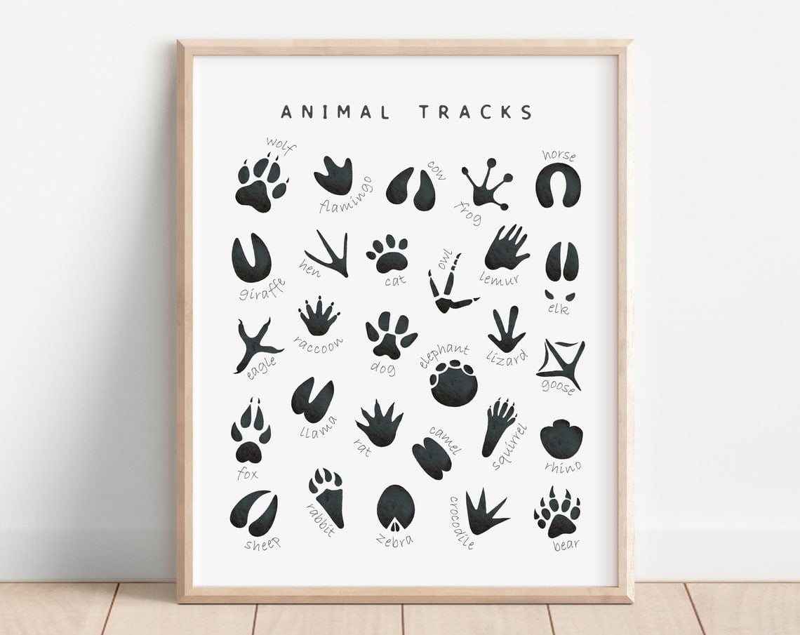 Animal Tracks Poster, Rainbow Nursery Wall Decor, Playroom Poster ...