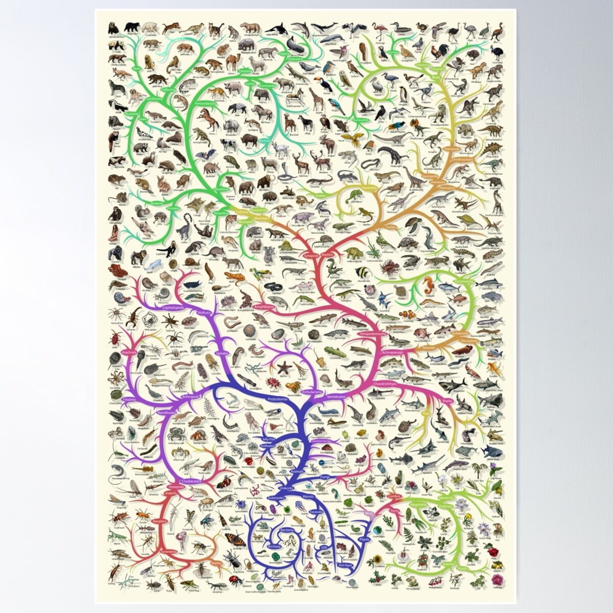 Animal Tree Of Life Poster - Evolution - Colour (English Annotations ...