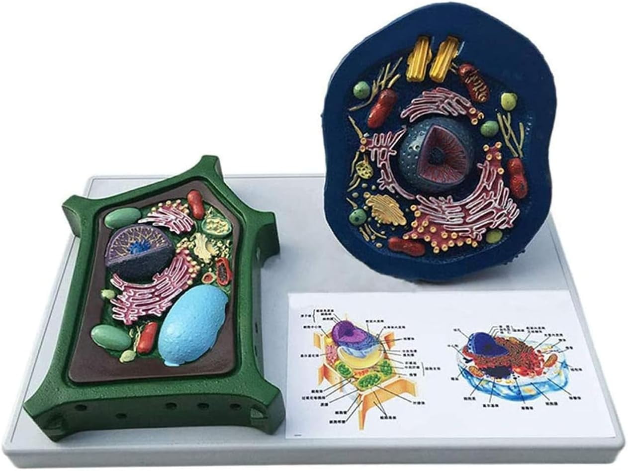 Animal and Plant Cells Model,Teaching Supplies Biological Experimental ...