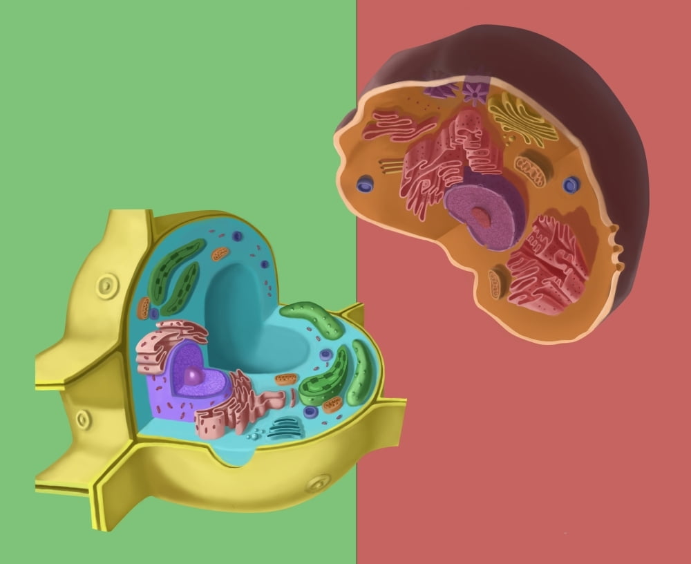 Animal and Plant Cells Poster Print by Spencer Sutton/Science Source ...