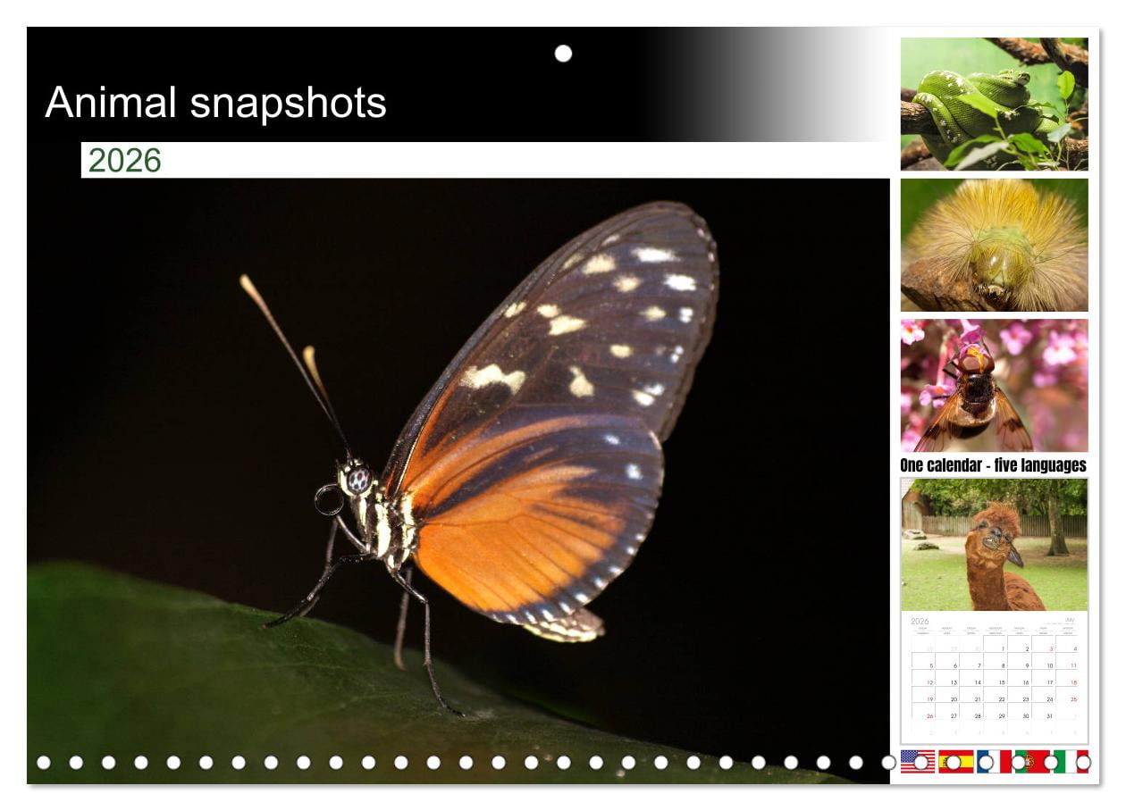 Animal snapshots (Monthly Wall Calendar 2026 16.5 x 23.4 (open ...