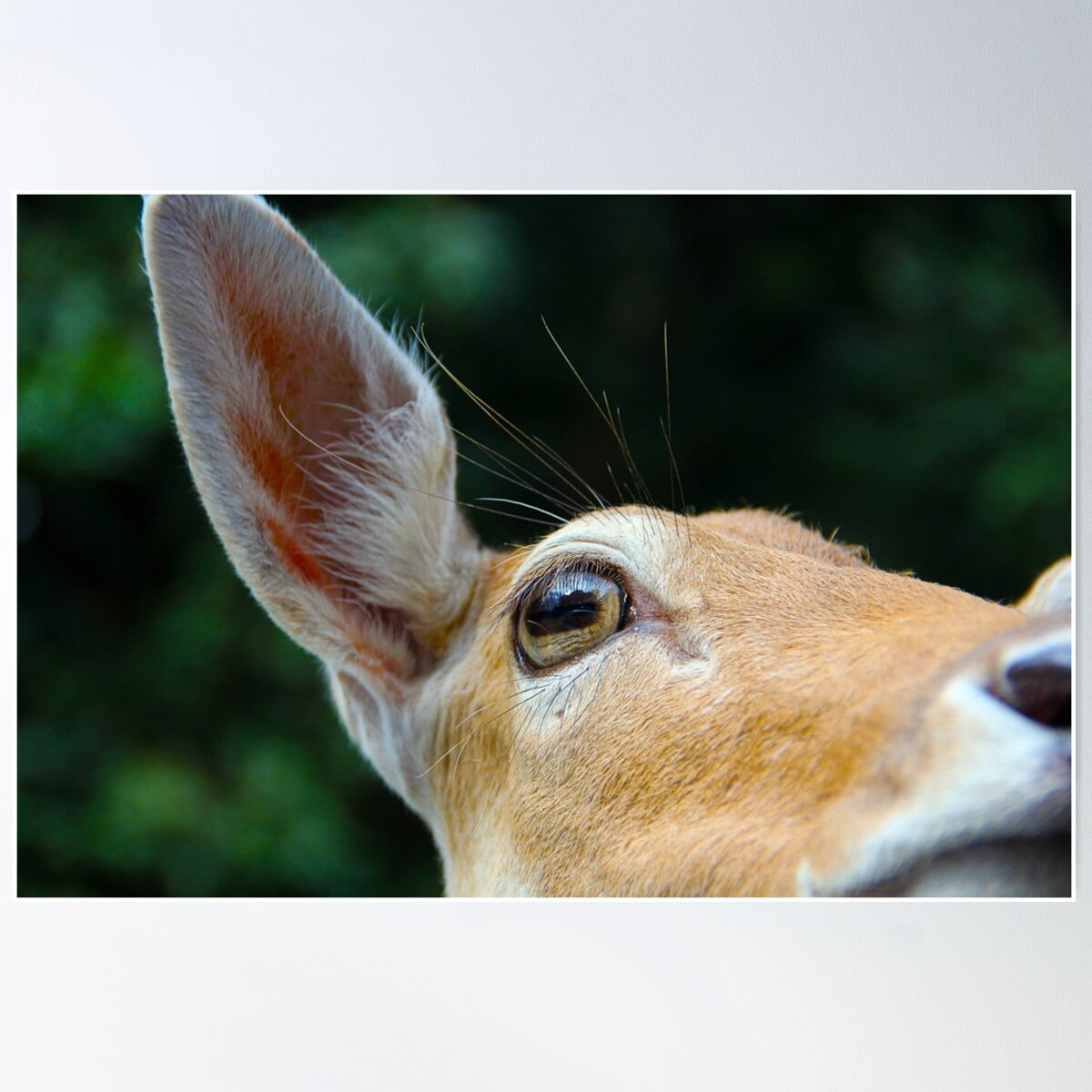 Animalia: #4 Poster Wall Art, Modern Wall Decor For Living Room Bedroom, 8x12 UNFRAMED - Walmart.com