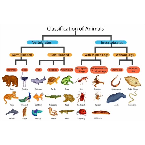 Animals Diagram Education ChArt Beautiful Poster Art Home Decor Vintage ...