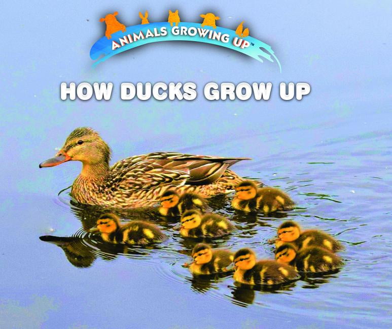 Animals Growing Up: How Ducks Grow Up (Hardcover) - Walmart.com