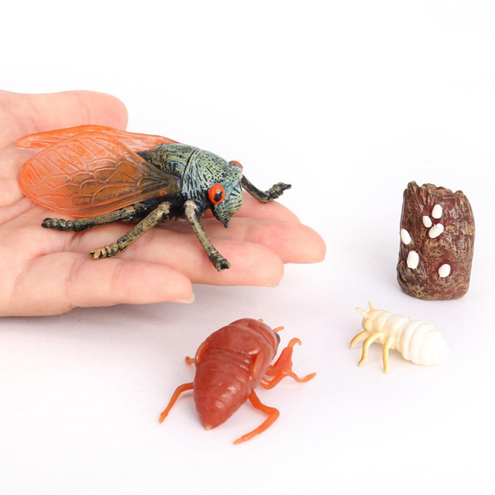 Animals Life Cycle Model Figures Cicada Toy Toys Figurines - Cicada ...