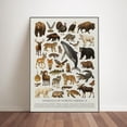 Animals Of North America Poster, Wildlife Identification Chart ...