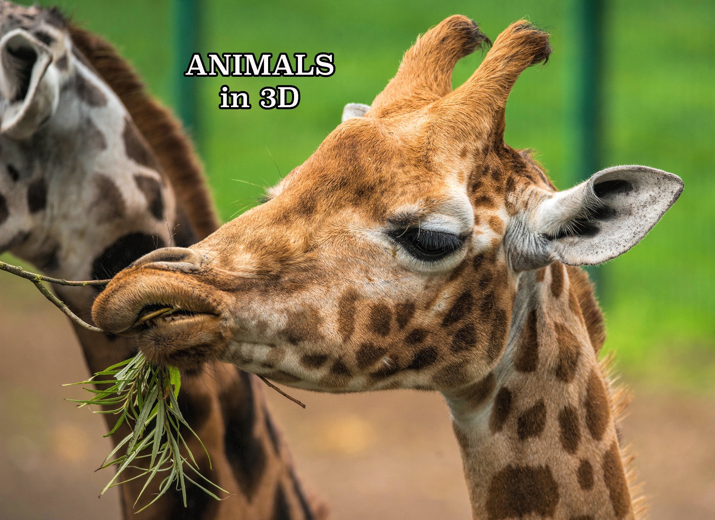 Vintage 3D Rain Forest Creatures Animals - Walmart.com