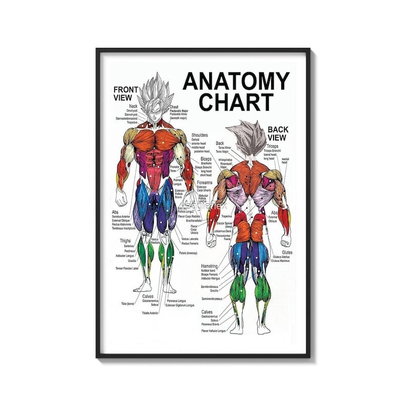 Anime Warrior Anatomy Poster Muscle Diagram Training Chart Fitness ...