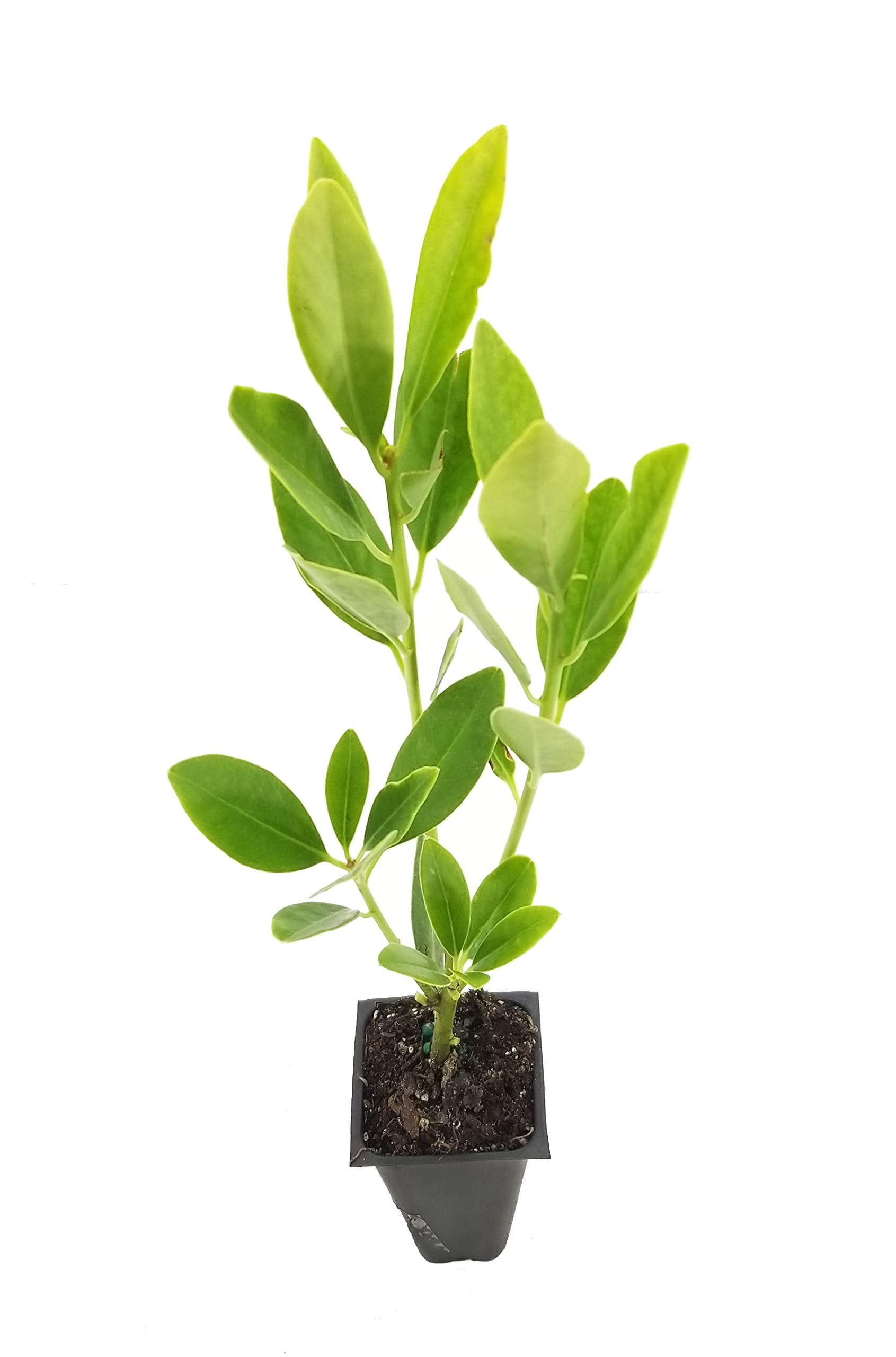 Anise Forest Green - 3 Live Plants - Illicium Parviflorum - Shade ...