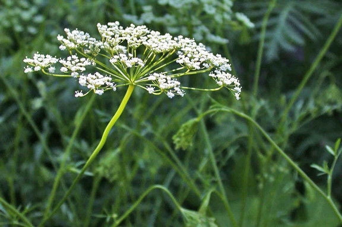 Anise Great Herb or Vegetable 150 Seeds - Walmart.com