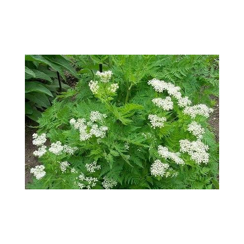 Anise Great Herb or Vegetable 500 Seeds - Walmart.com