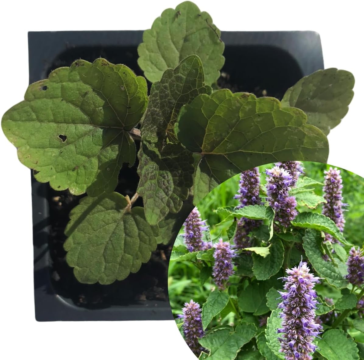 Anise Hyssop (Agastache foeniculum) Organic Plant in 2.5-inch Pot by ...