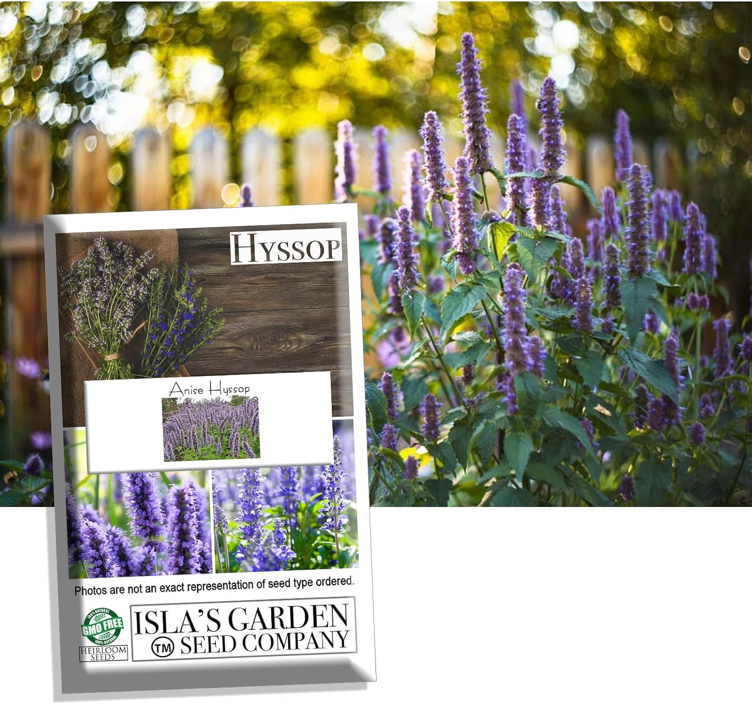 Isla's Garden Seeds, Anise Hyssop Herb, 500 Heirloom Seeds, Lavender Flowering Mint - Walmart.com