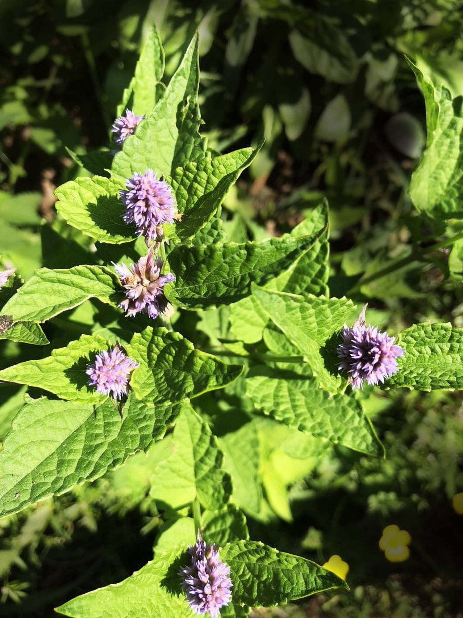 Anise Hyssop, Licorice Mint Seeds (Agastache foeniculum) 500 Seeds (0.2 ...