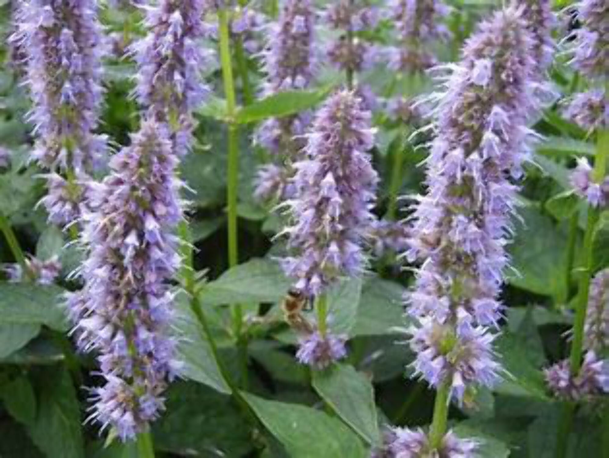 Anise Hyssop Plants (Agastache Foeniculum), Perennial, Full-Part Sun ...
