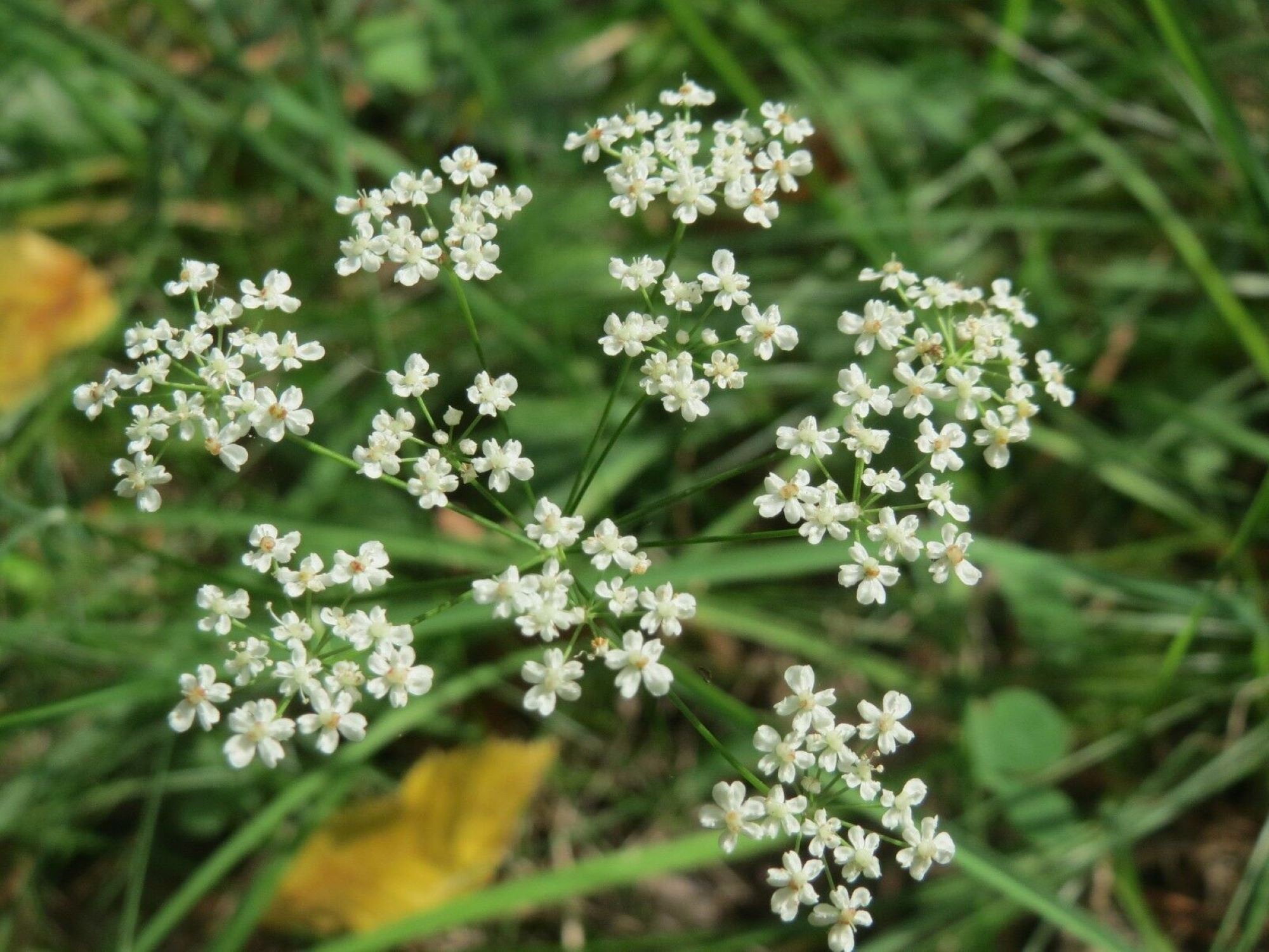 Anise Seeds/ Annual/ Part Shade/ 625K Seeds 1lb/ Zellajake Farm and ...