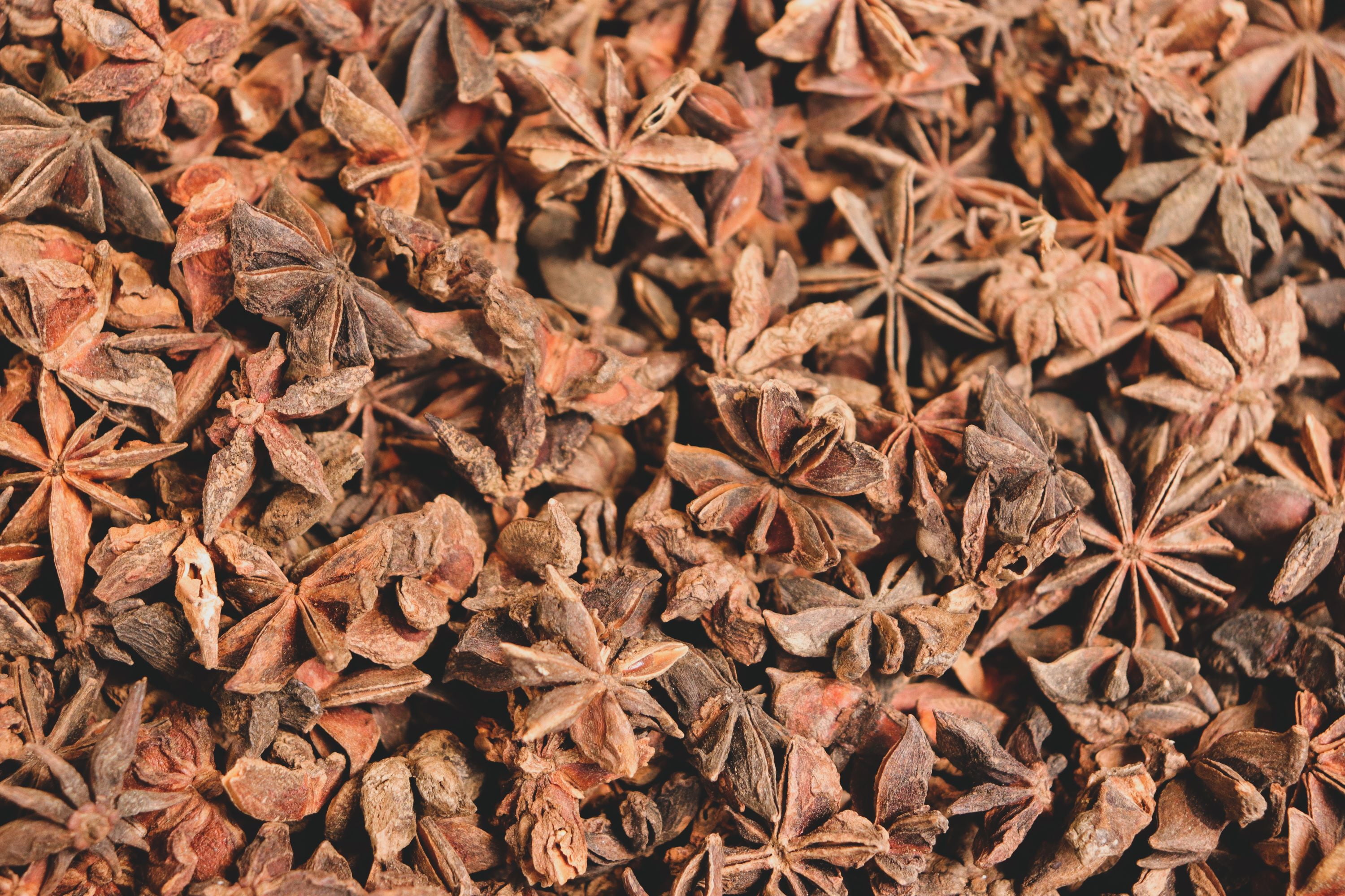 Anise Seeds/ Annual/ Part Shade/9750 Seeds 1/4 oz/ Zellajake Farm and ...