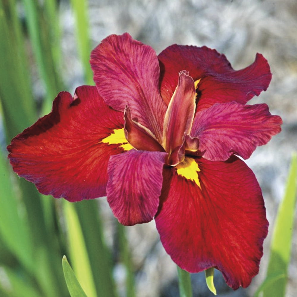 Spring Hill Nurseries Louisiana Iris Ann Chowning, Velvety Red Flowers ...