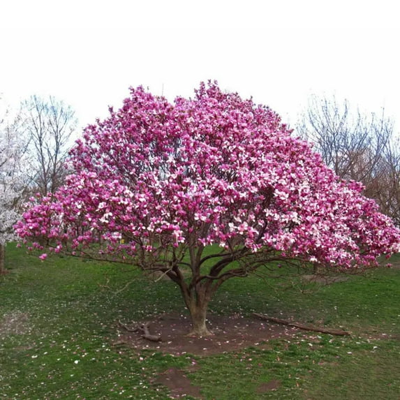 Ann Magnolia Live Tree – 5 Gallon - Walmart.com