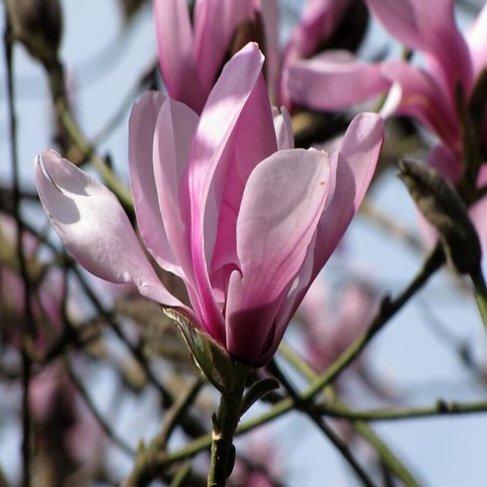 Ann Magnolia Starter Tree - Live Tree Breaking Dormancy Bareroot ...