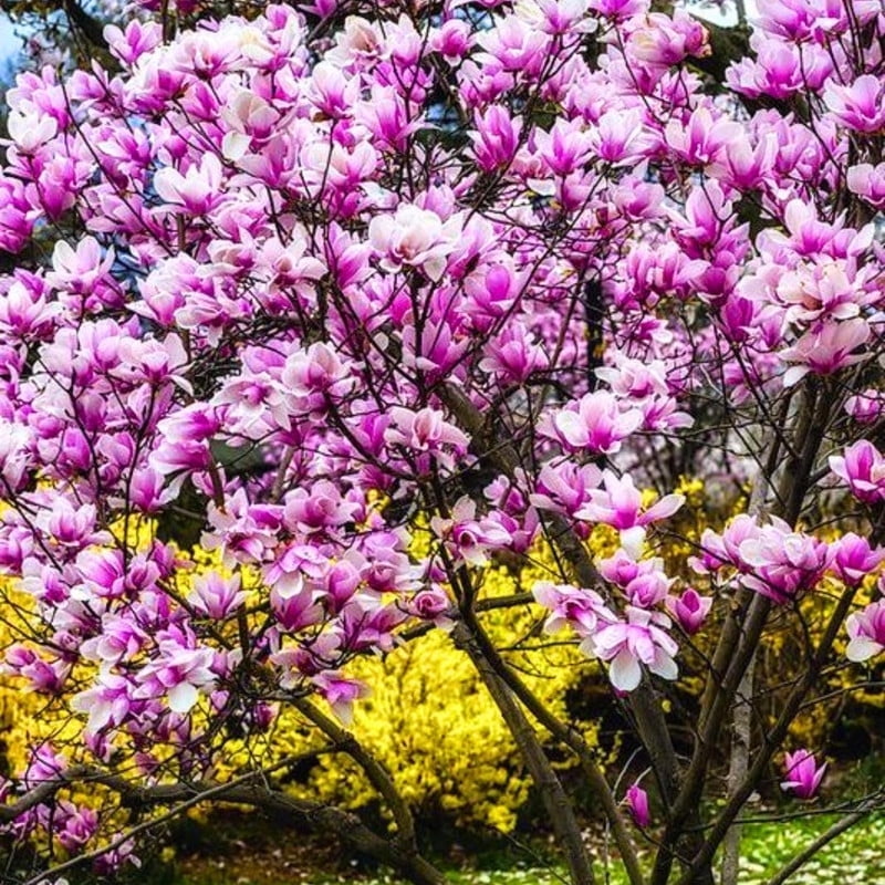 Ann Magnolia Tree 6-12'' Tall, Dormant Tree, Fragrant Magnolia Live ...